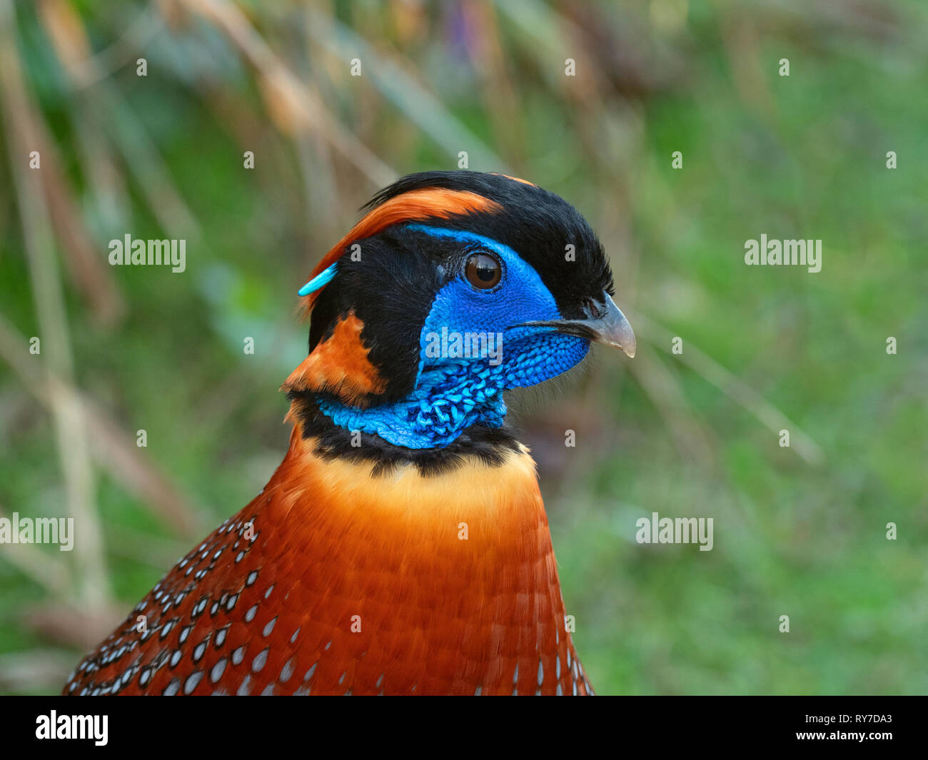 Temmincks tragopan tragopan temminckii hi-res stock photography and ...