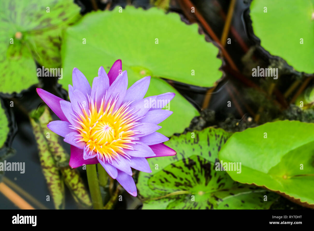 Lotus flower bouquet on the surface in the swamp full of leaves on ...