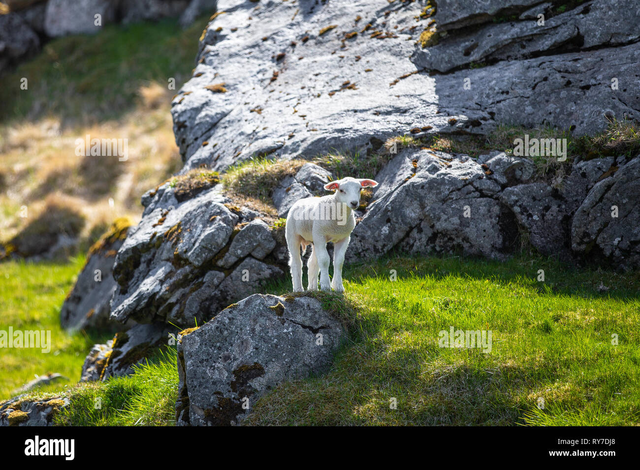 Baby sheep standing on a rock Stock Photo - Alamy