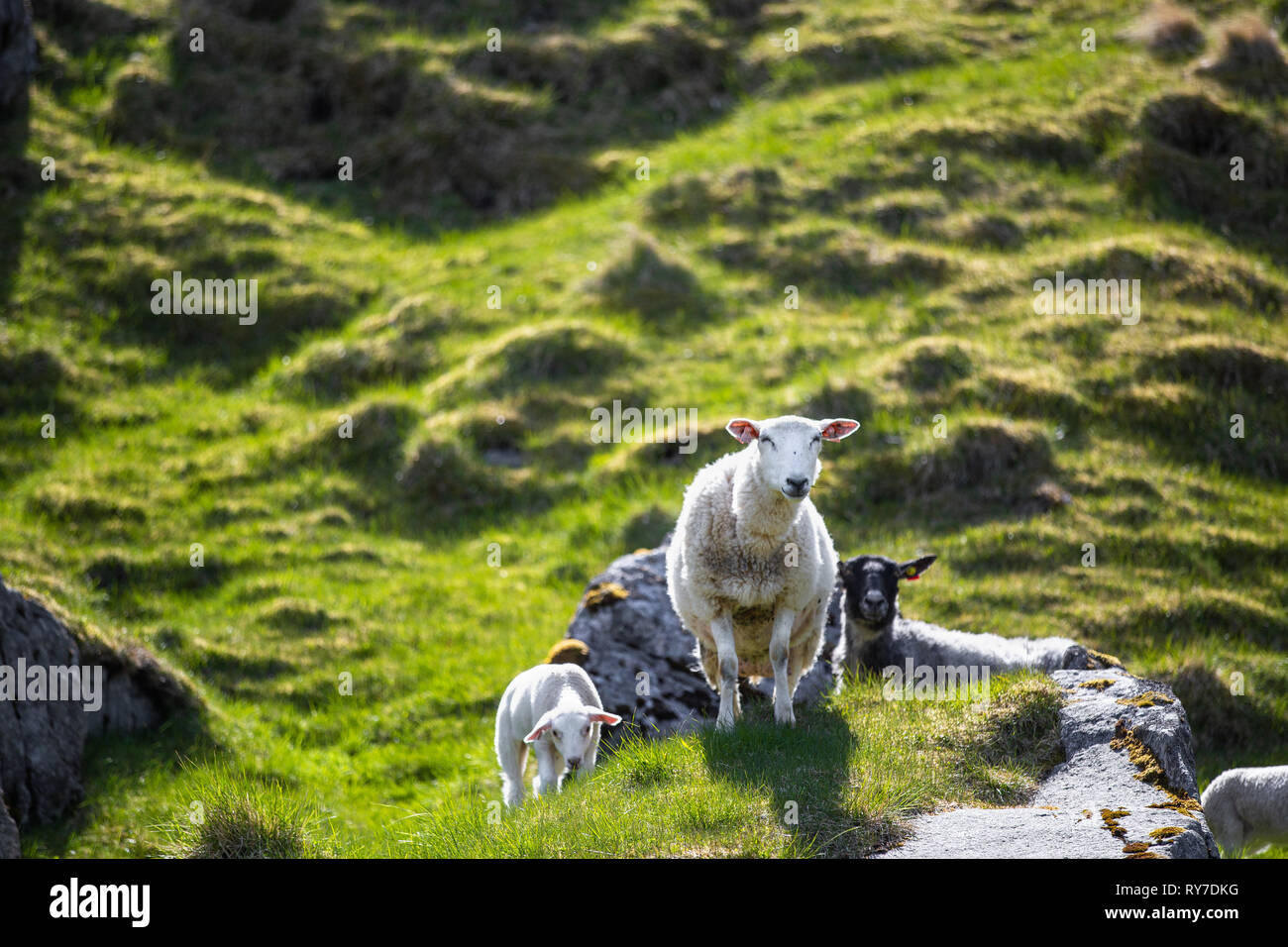Sheep pasturing hi-res stock photography and images - Alamy