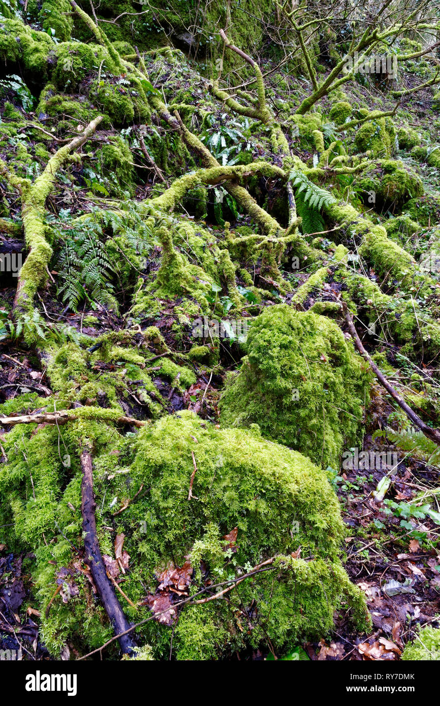 Moss covered dead trees & rocks in ancient woodland Ebbor Gorge, Mendip ...