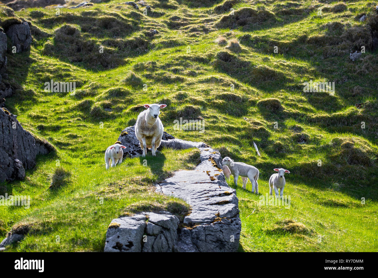 Sheep pasturing and relaxing on grassy mountains slope Stock Photo - Alamy