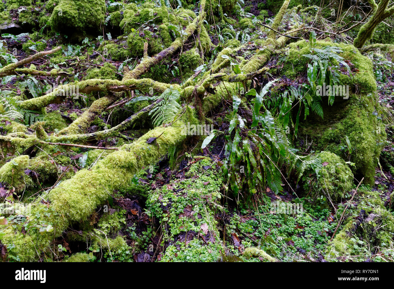 Moss covered dead trees & rocks in ancient woodland Ebbor Gorge, Mendip ...