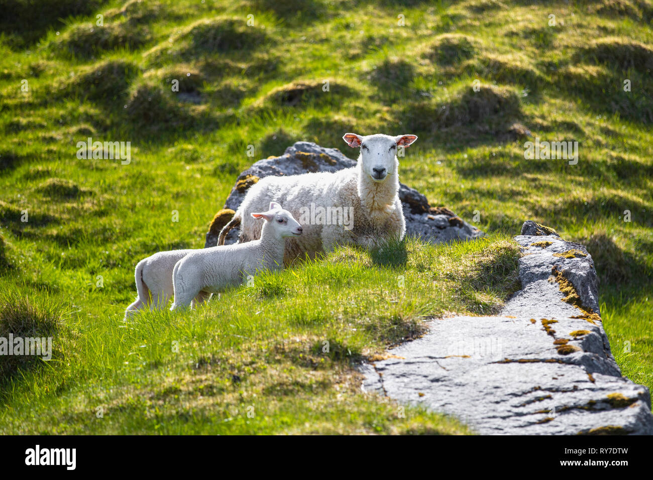 Pasturing sheep hi-res stock photography and images - Alamy
