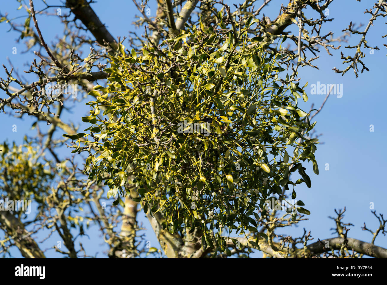 Green mistletoe on trees hi-res stock photography and images - Alamy