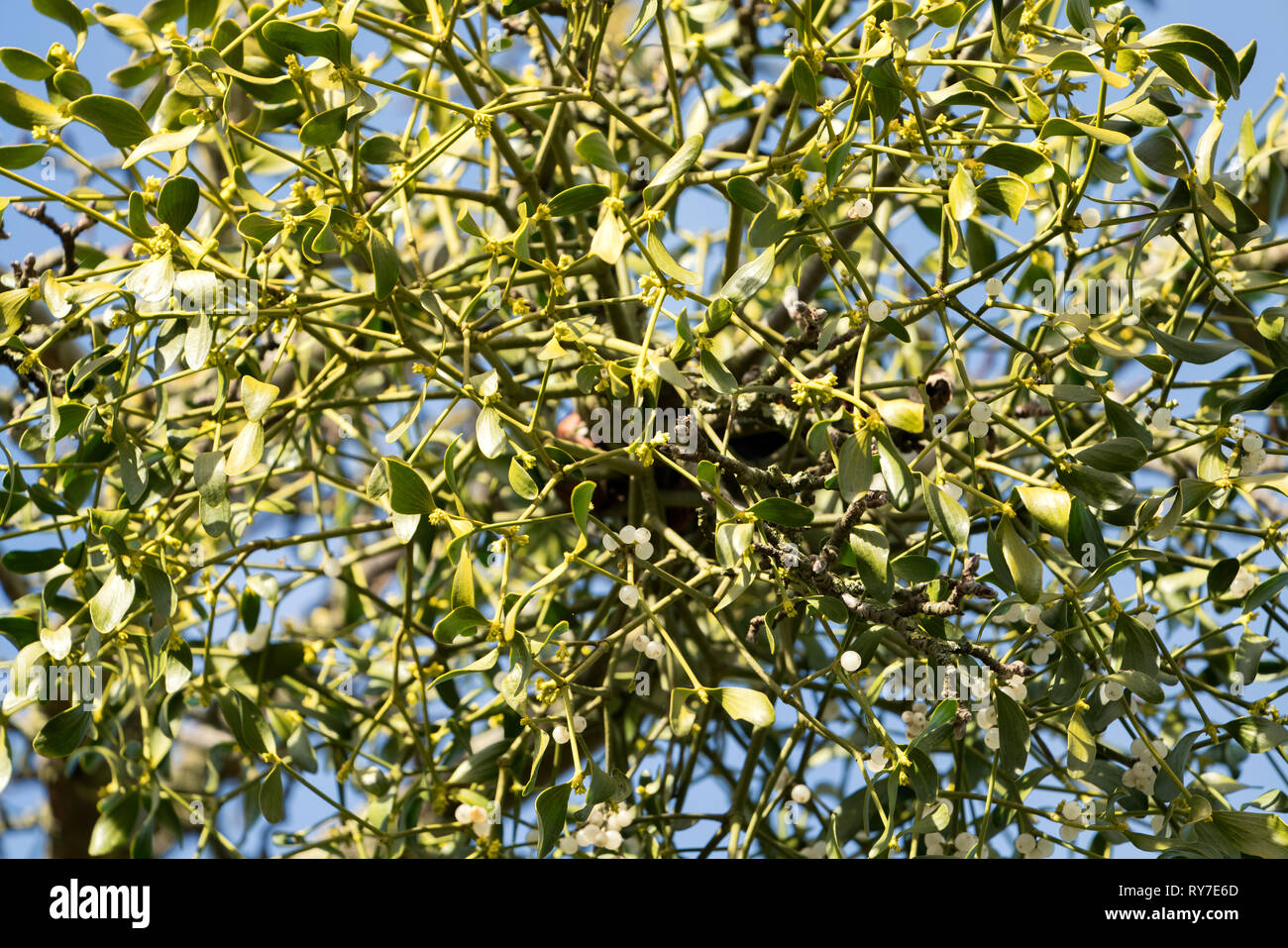 Mistletoe viscum album common hi-res stock photography and images - Alamy