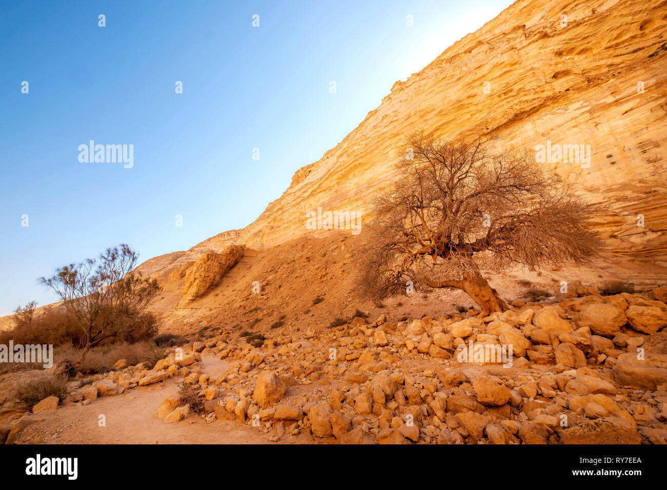 path in the desert with tree and mountain, Ein Ovdat nature reserve ...