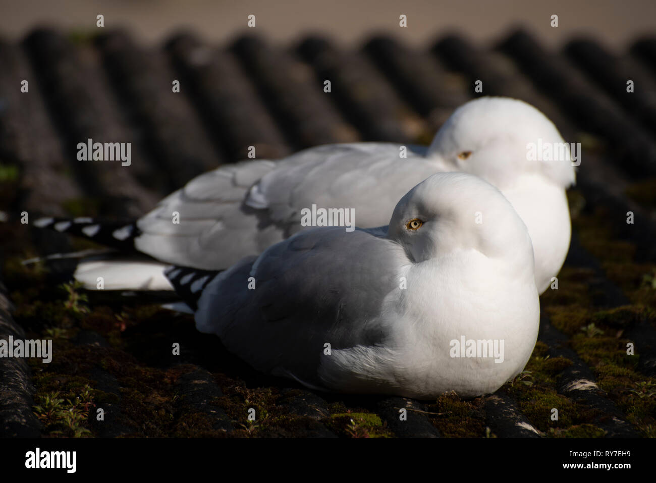 Sleeping gulls hi-res stock photography and images - Alamy