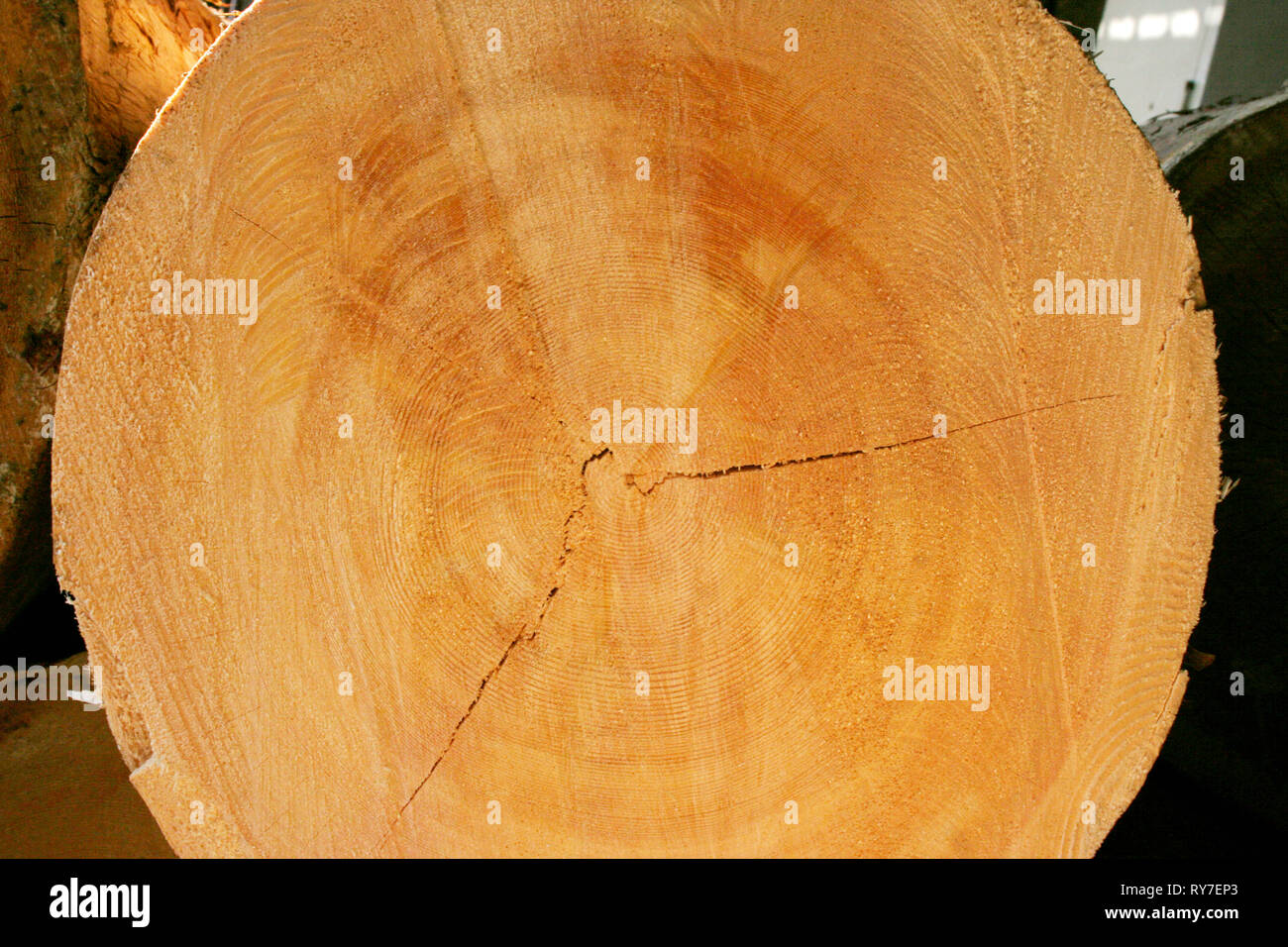 Fir tree cut poles hi-res stock photography and images - Alamy