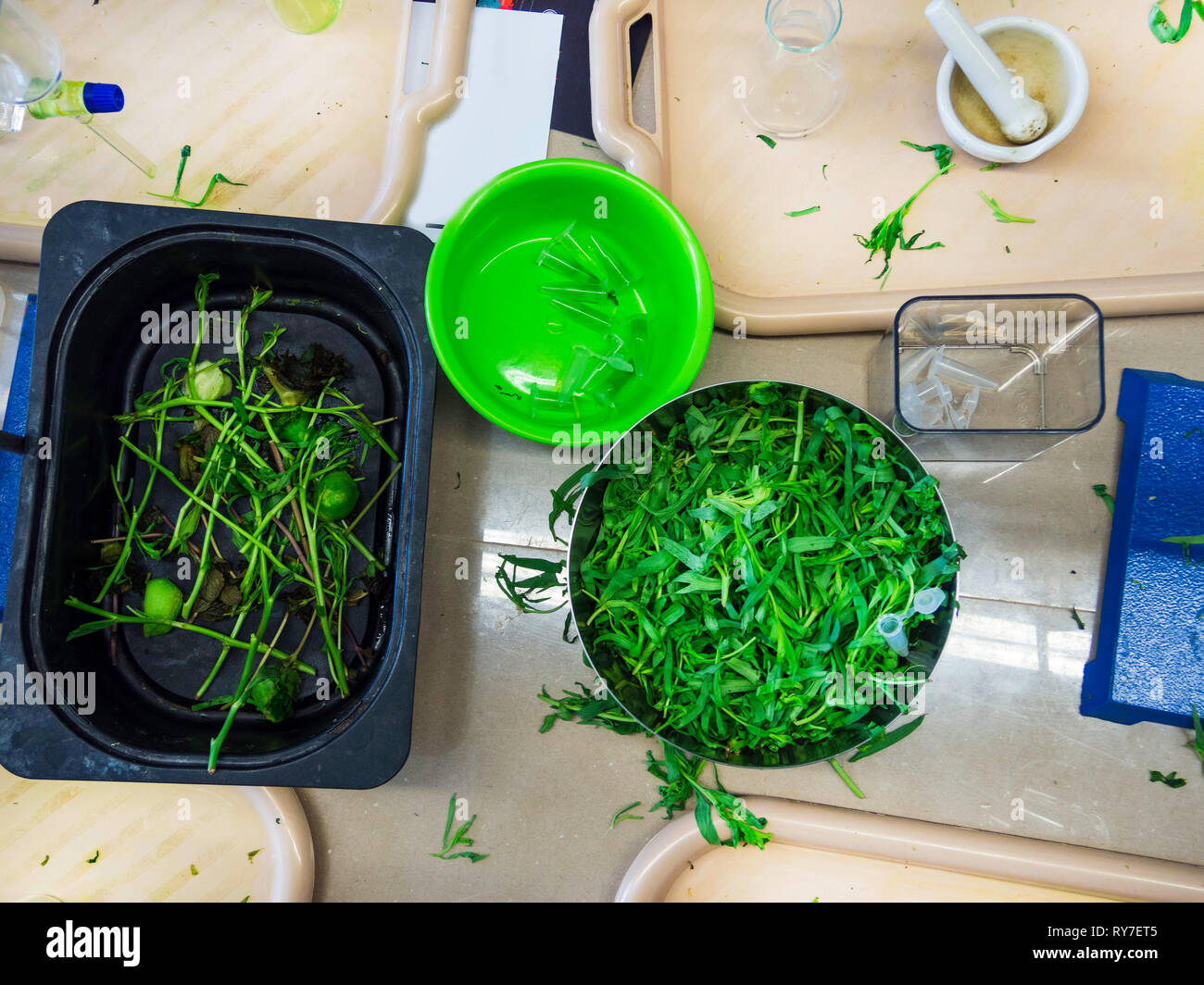 green leafs in modern smart lab on work place in the room, experiments ...