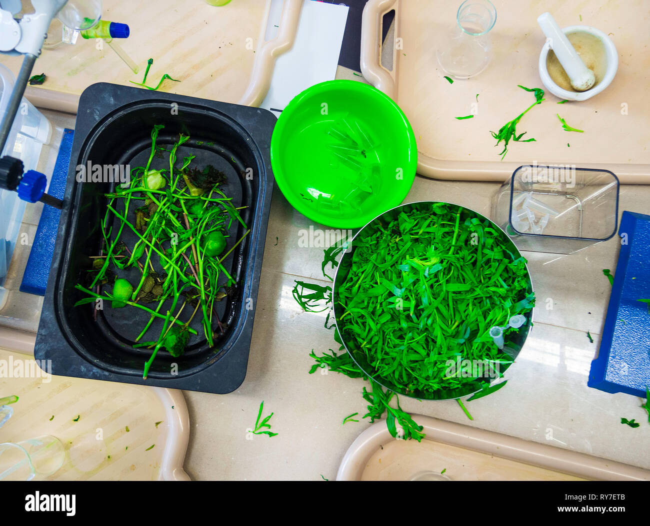 green leafs in modern smart lab on work place in the room, experiments ...