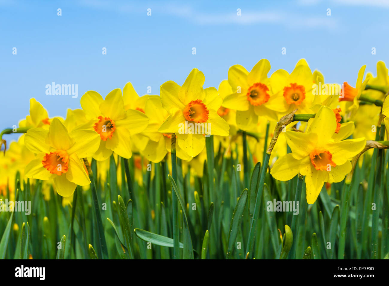 yellow dutch daffodil flowers close up low angle of view with blue sky ...