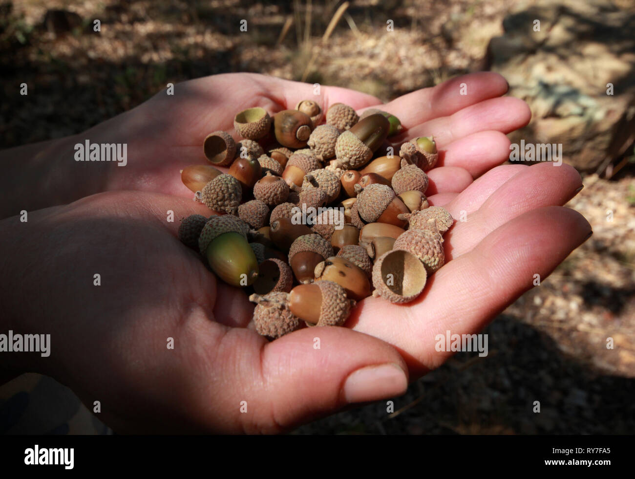 Germinating acorn hi-res stock photography and images - Alamy