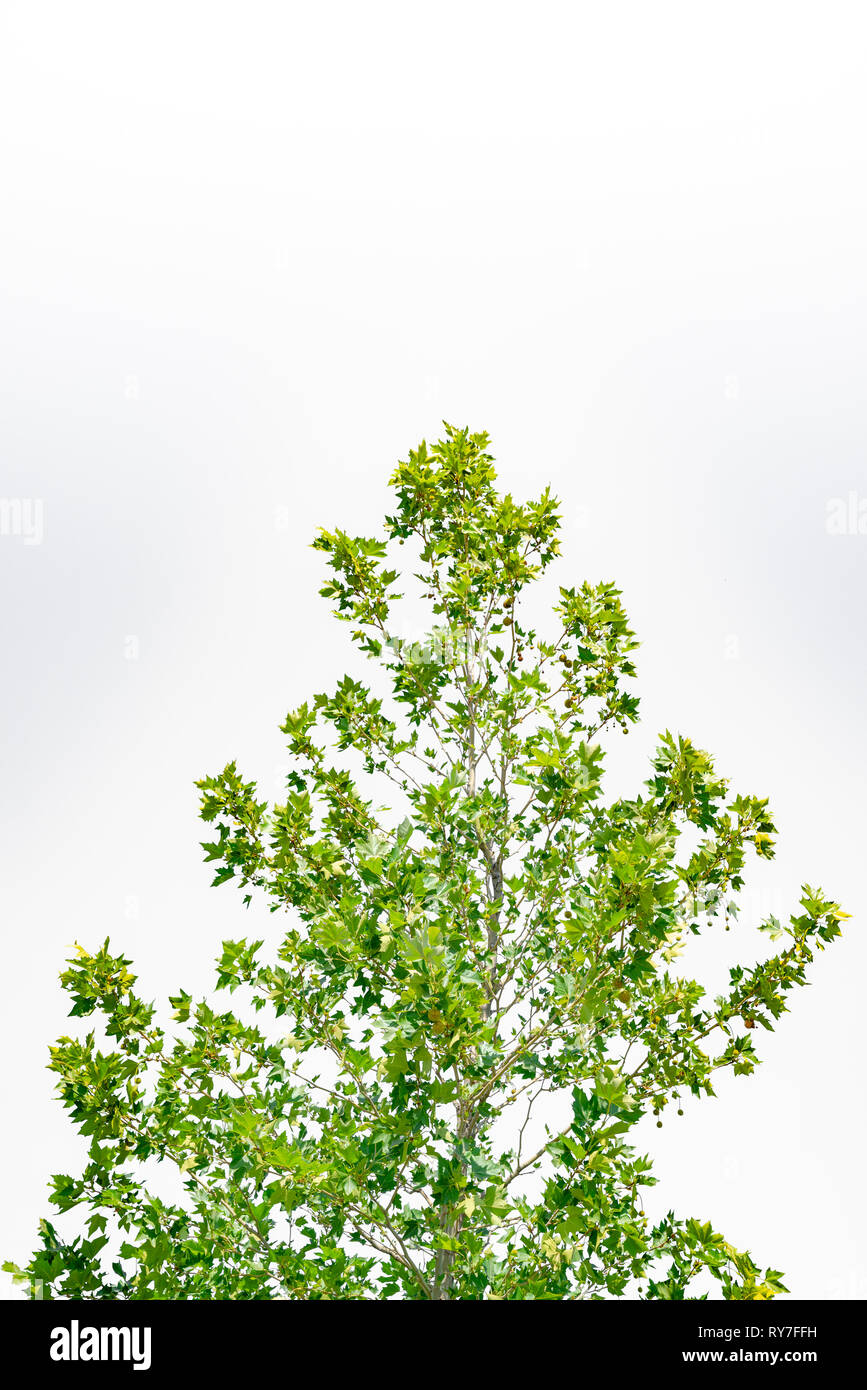 Green leaf back side isolated hi-res stock photography and images - Alamy