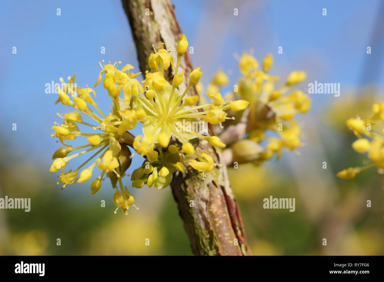 Cornus mas garden hi-res stock photography and images - Alamy