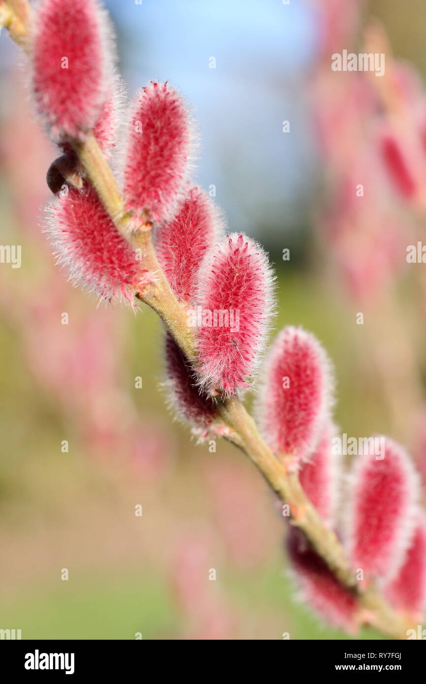 Pink catkins of Salix gracilistyla Mount Aso, a Japanese ornamental ...