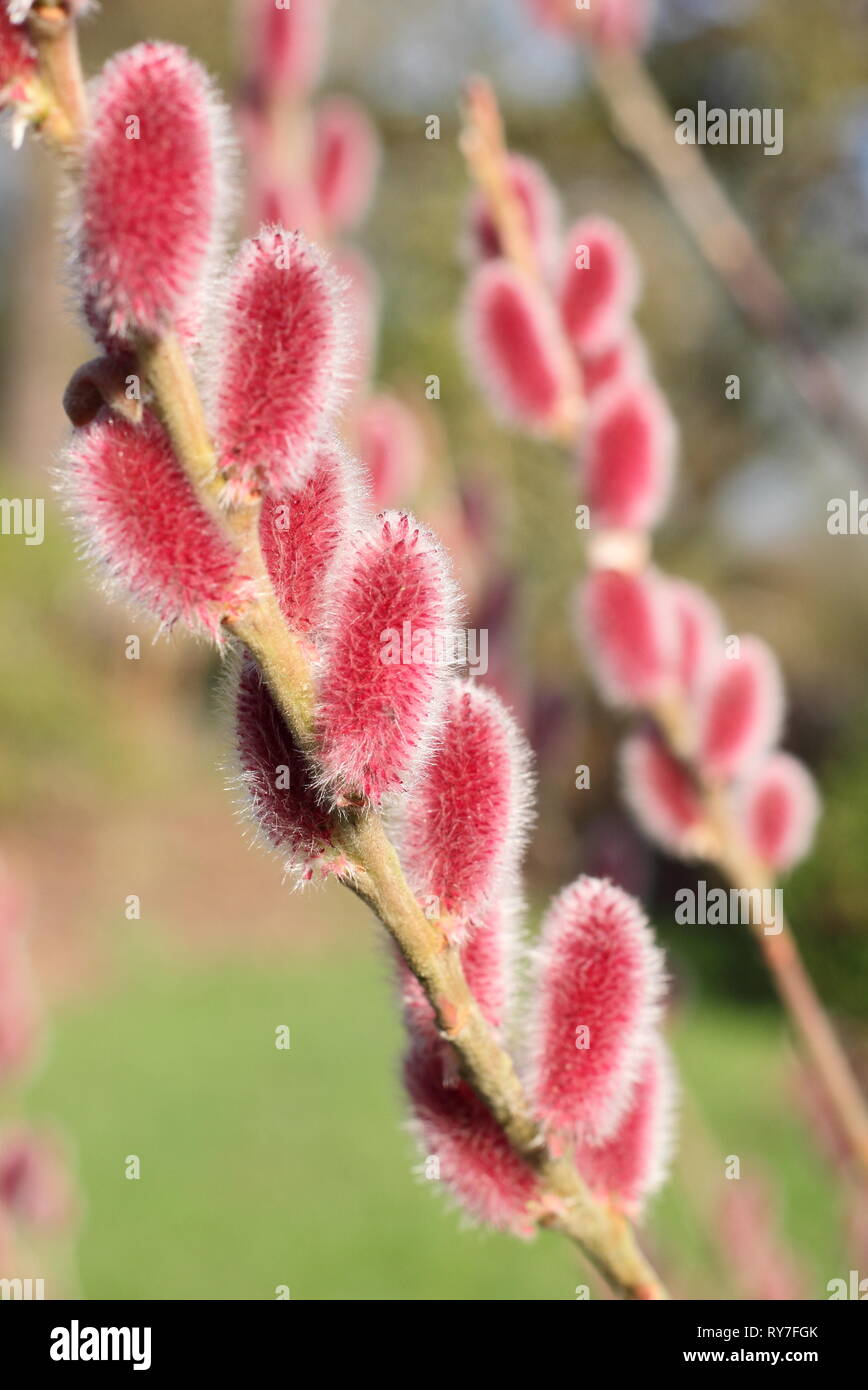 Salix mount aso hi-res stock photography and images - Alamy