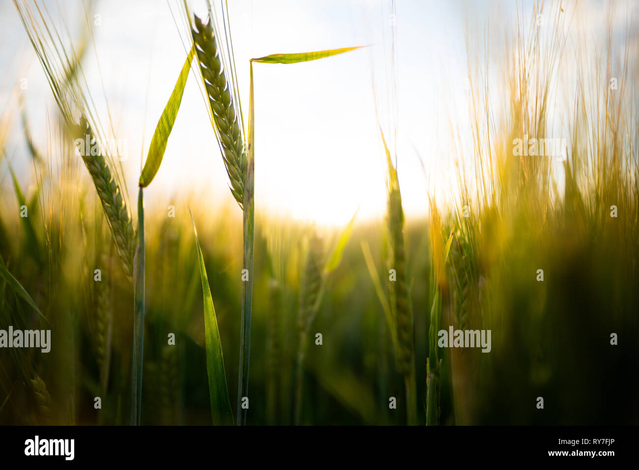 Grow wheat hi-res stock photography and images - Alamy
