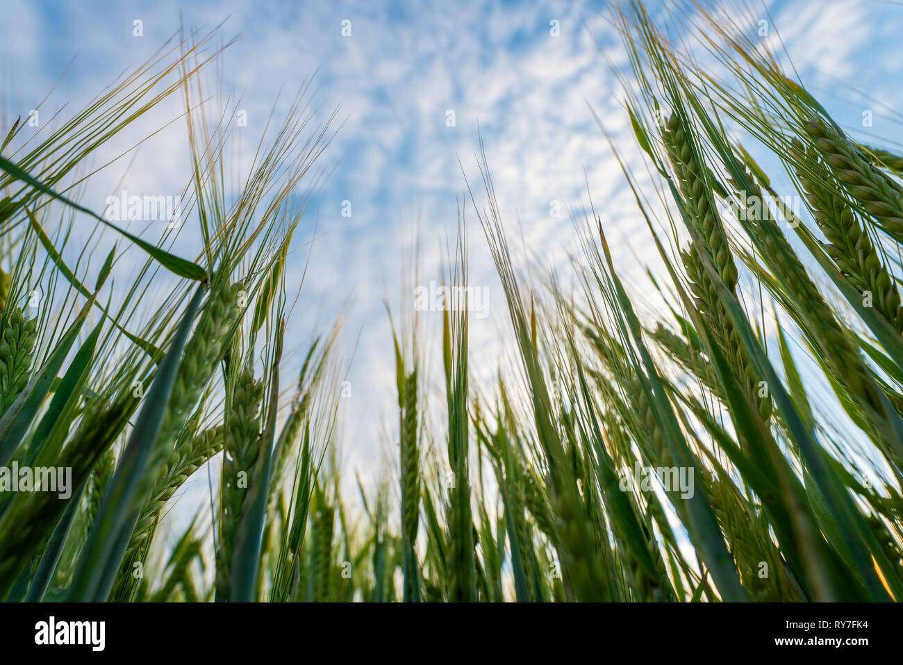Healthy wheat crop hi-res stock photography and images - Alamy
