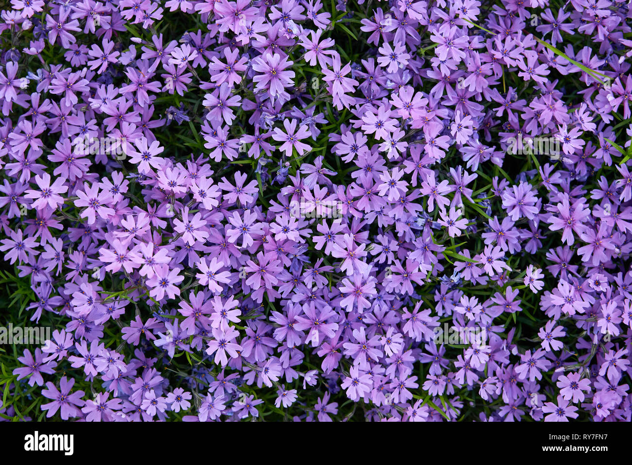 colorful small garden flowers background Stock Photo - Alamy
