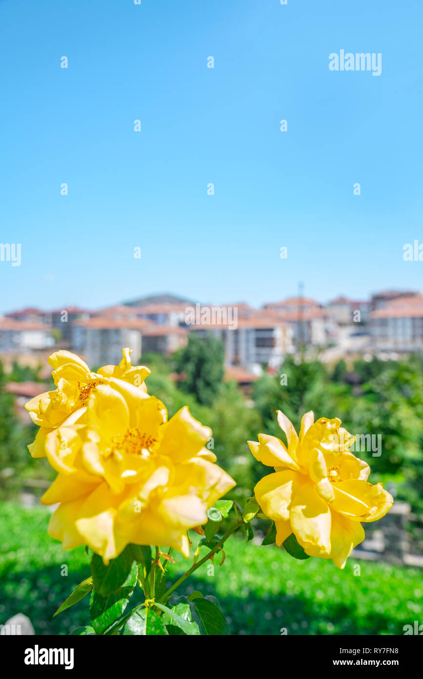 beautiful rose standing in the garden Stock Photo - Alamy