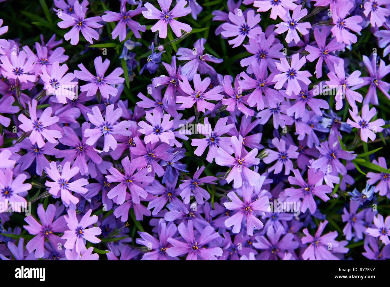 colorful small garden flowers background Stock Photo - Alamy