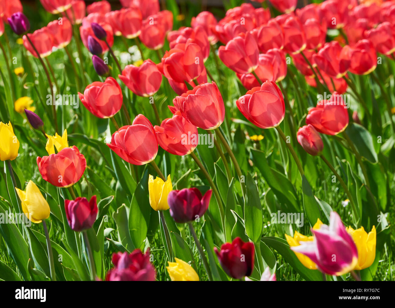 bright colorful tulip garden meadow Stock Photo - Alamy