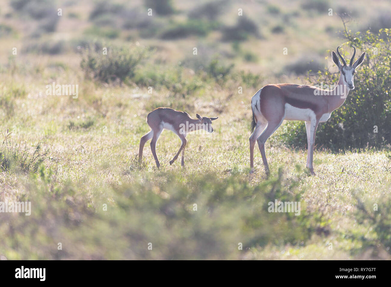 Springbok animal hi-res stock photography and images - Alamy