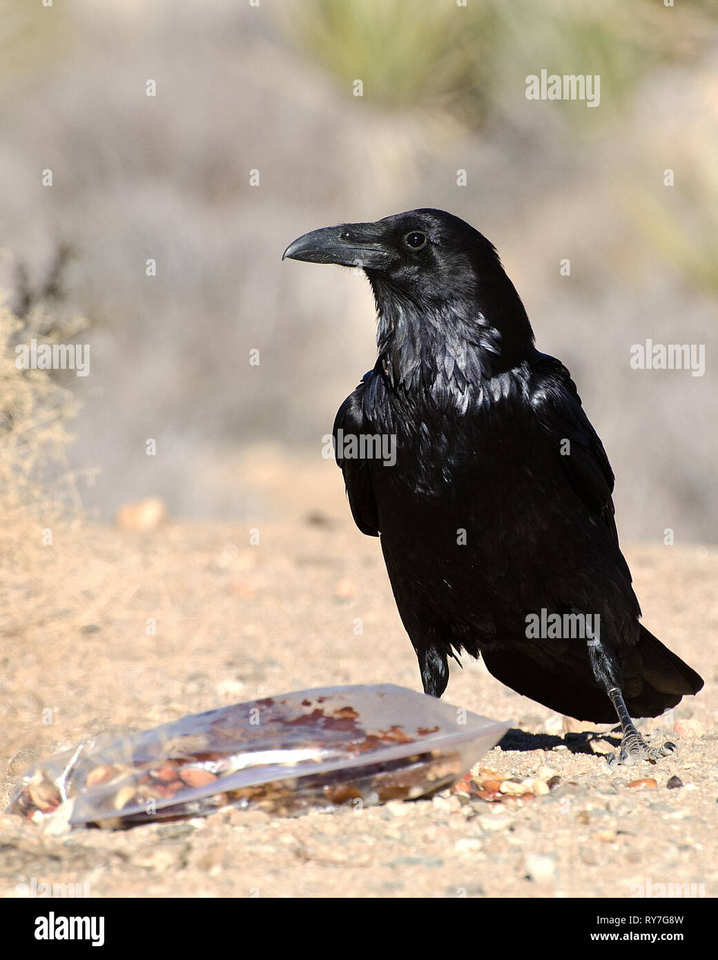 A Common Raven (Corvus corax) eats garbage in Joshua Tree National Park ...