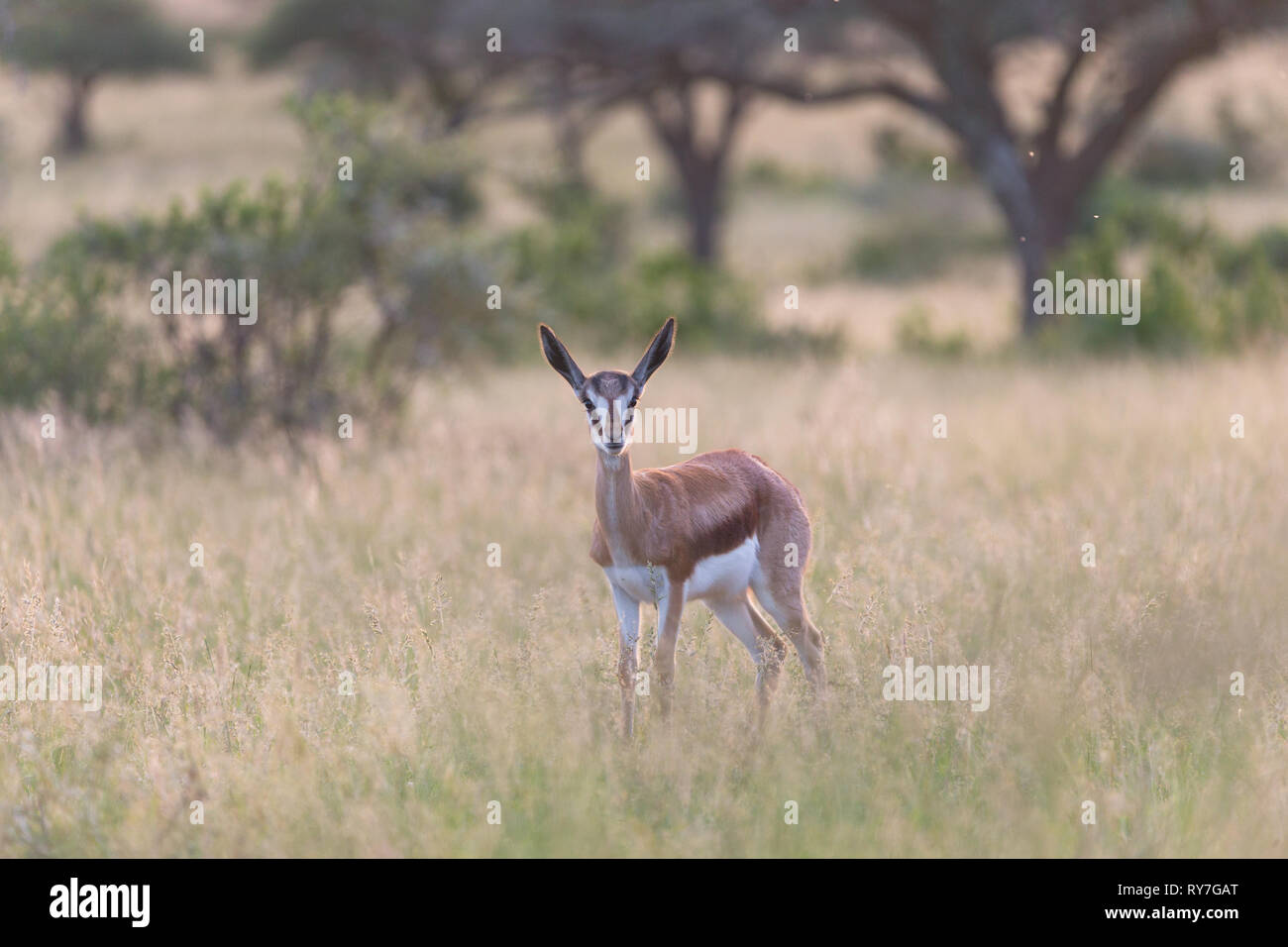 Springbok (Antidorcas marsupialis) animal portrait, juvenile, isolated ...