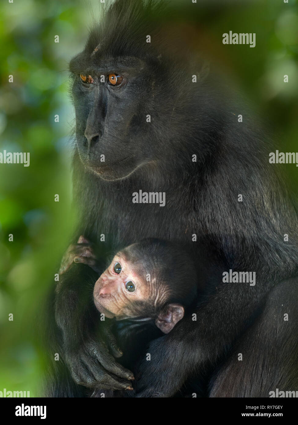 Celebes crested macaque Macaca nigra also known as the crested black ...