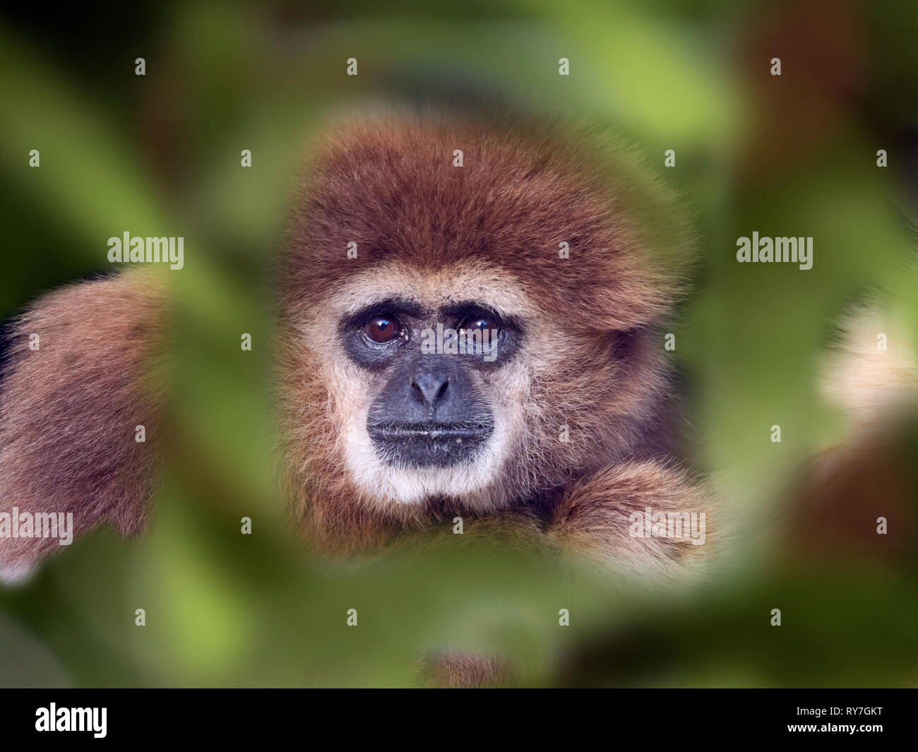 Lar gibbon Hylobates lar also known as the white-handed gibbon CAPTIVE ...