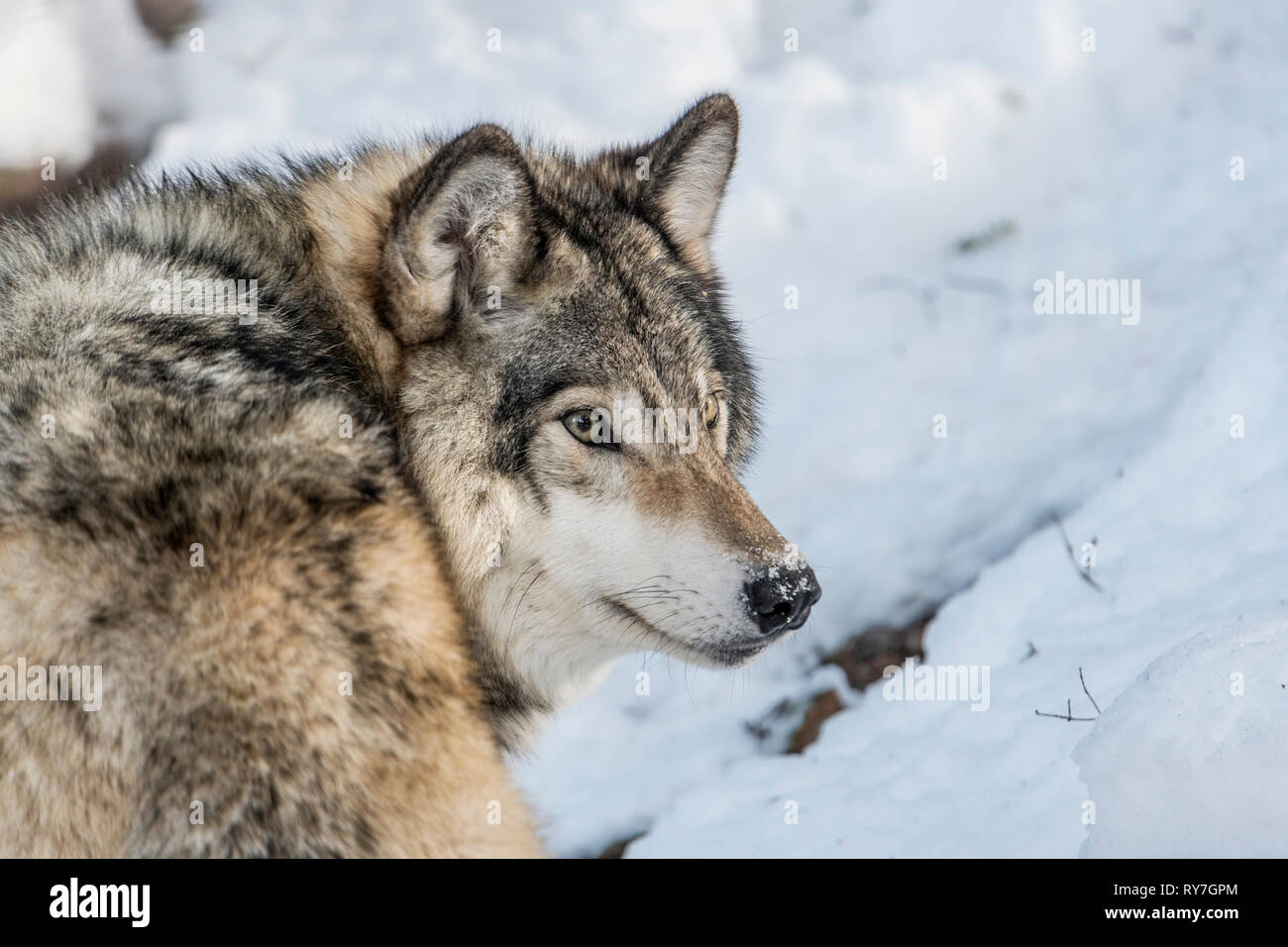Gray Wolf in Winter Stock Photo - Alamy