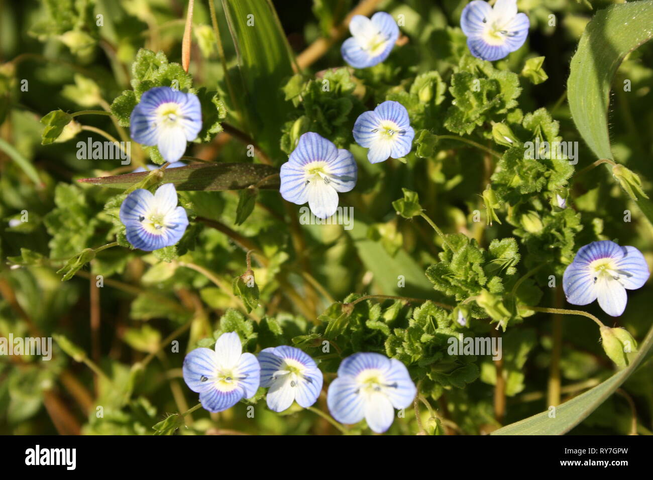 first fruits of flowers. spring is coming. here the first plants of ...