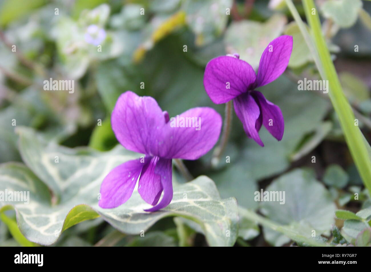first fruits of flowers. spring is coming. here the first plants of ...