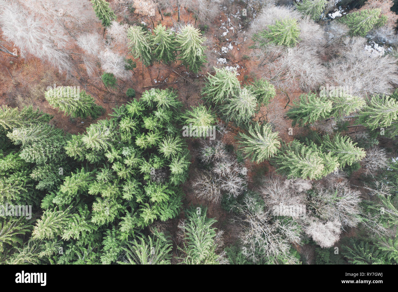 Pine tree shrub garden hi-res stock photography and images - Alamy
