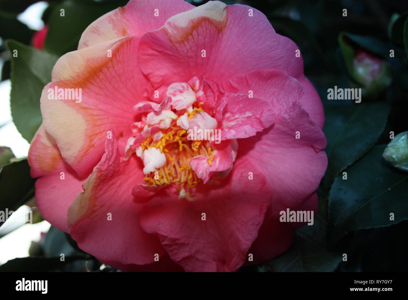 first fruits of flowers. spring is coming. here the first plants of ...