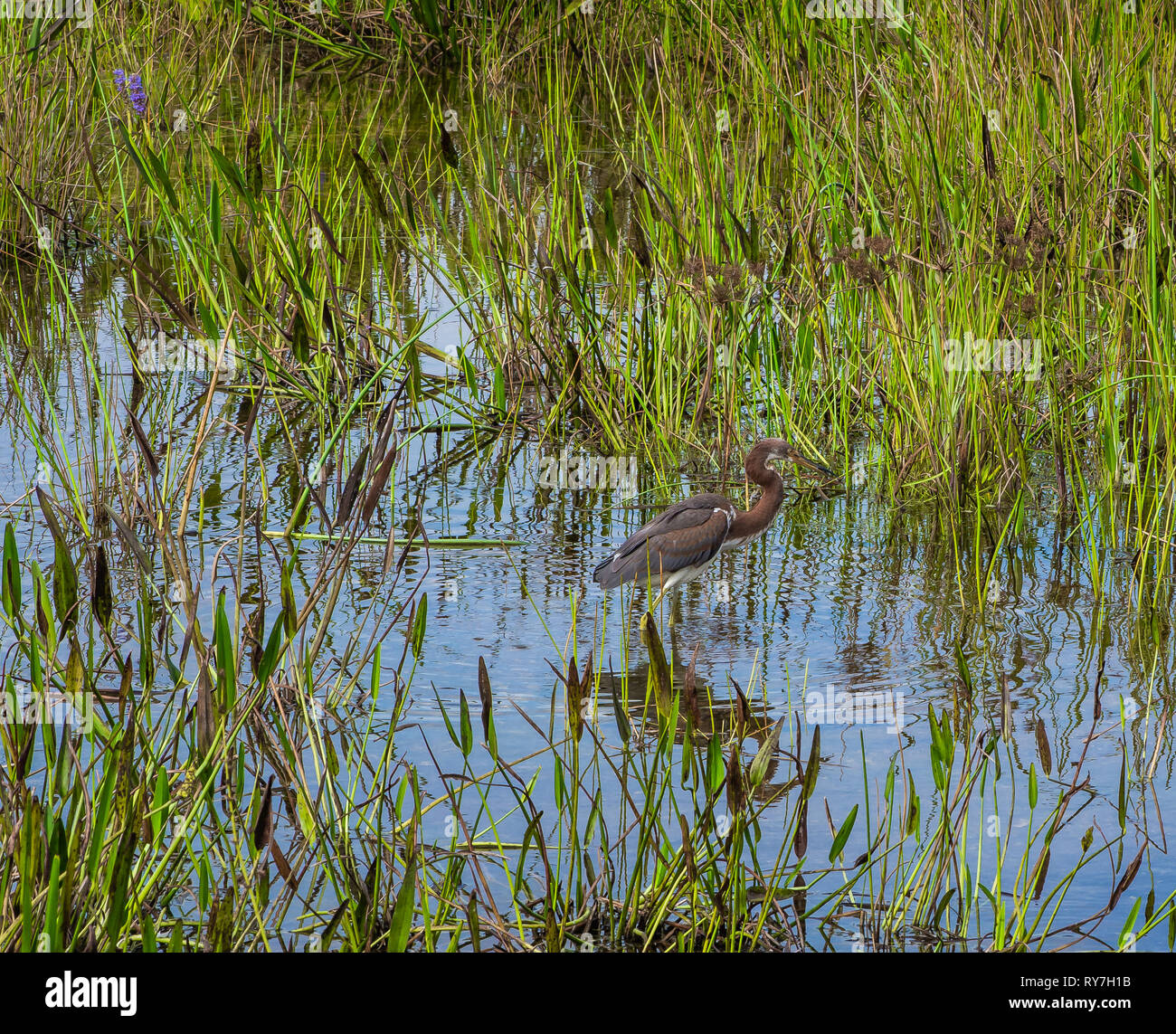 Beauiful poster hi-res stock photography and images - Alamy