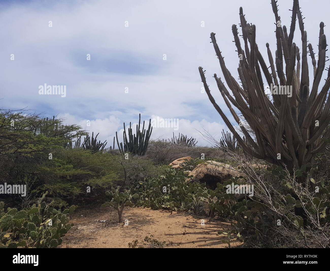 Wild desert land on the Aruban island Stock Photo - Alamy