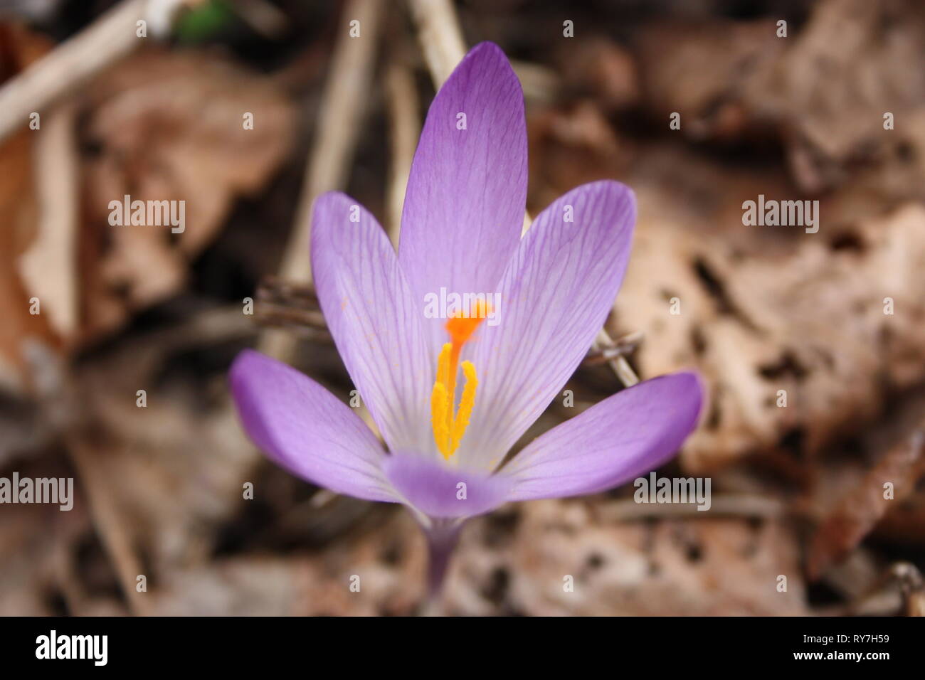 first fruits of flowers. spring is coming. here the first plants of ...
