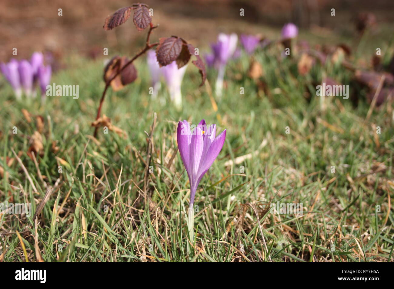first fruits of flowers. spring is coming. here the first plants of ...