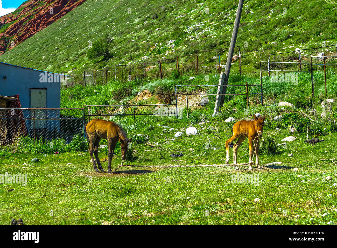 Jeti Oguz Resort Kyrgyz Village with Two Young Horse Mares Stock Photo ...