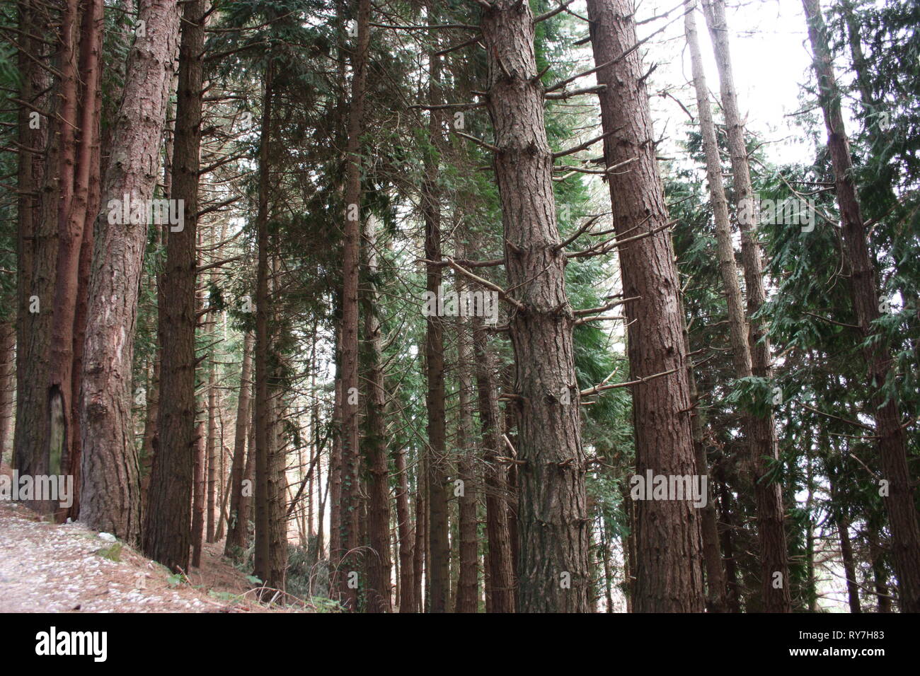 uphill path. path surrounded by tall pine trees along the pavement ...