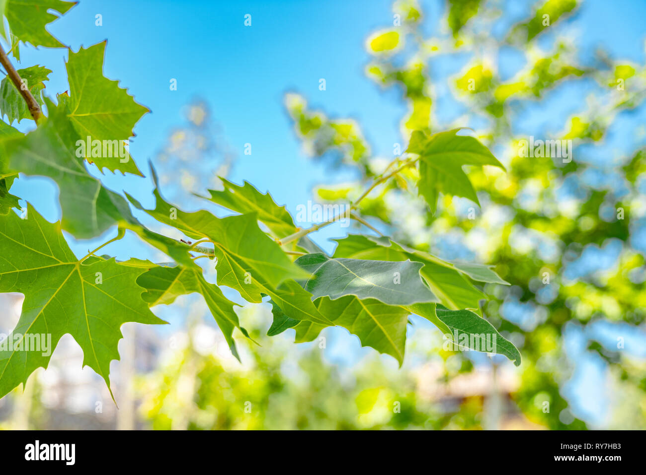 back side of beautiful cleaned tree Stock Photo - Alamy