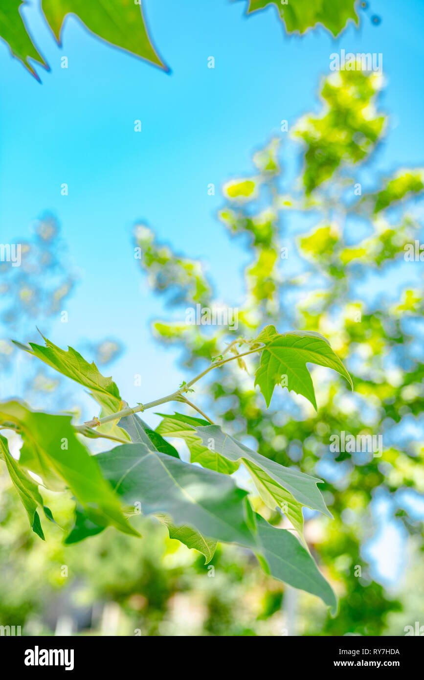 back side of beautiful cleaned tree Stock Photo - Alamy