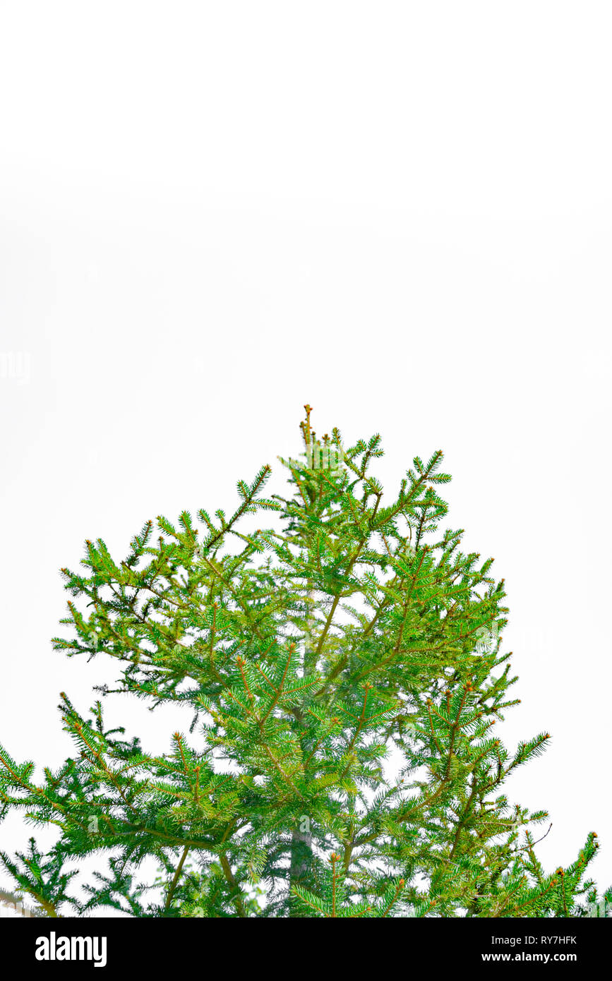 back side of beautiful cleaned tree Stock Photo - Alamy