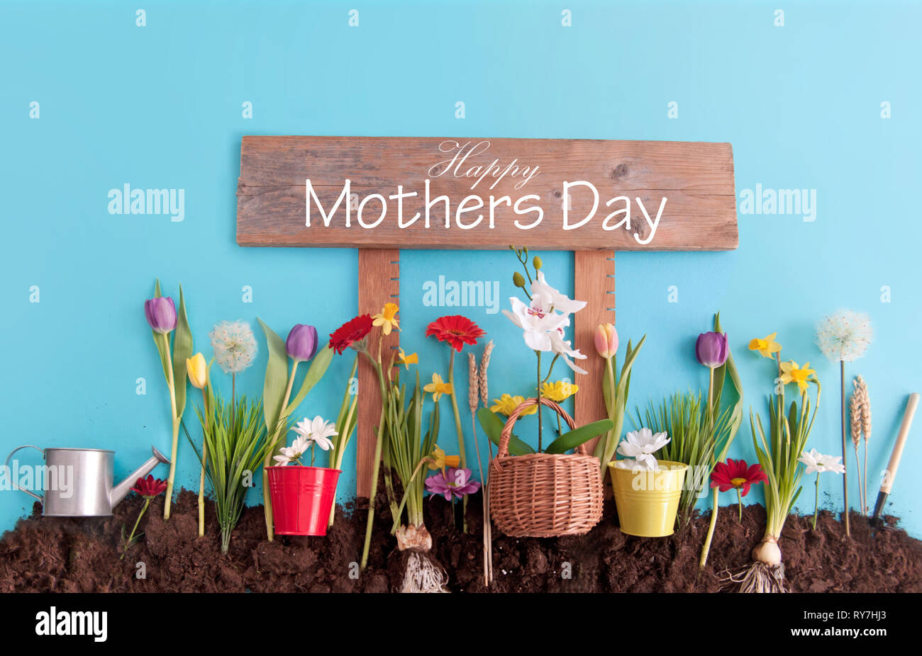 Spring flowers planted in earth on a blue paper background with happy ...