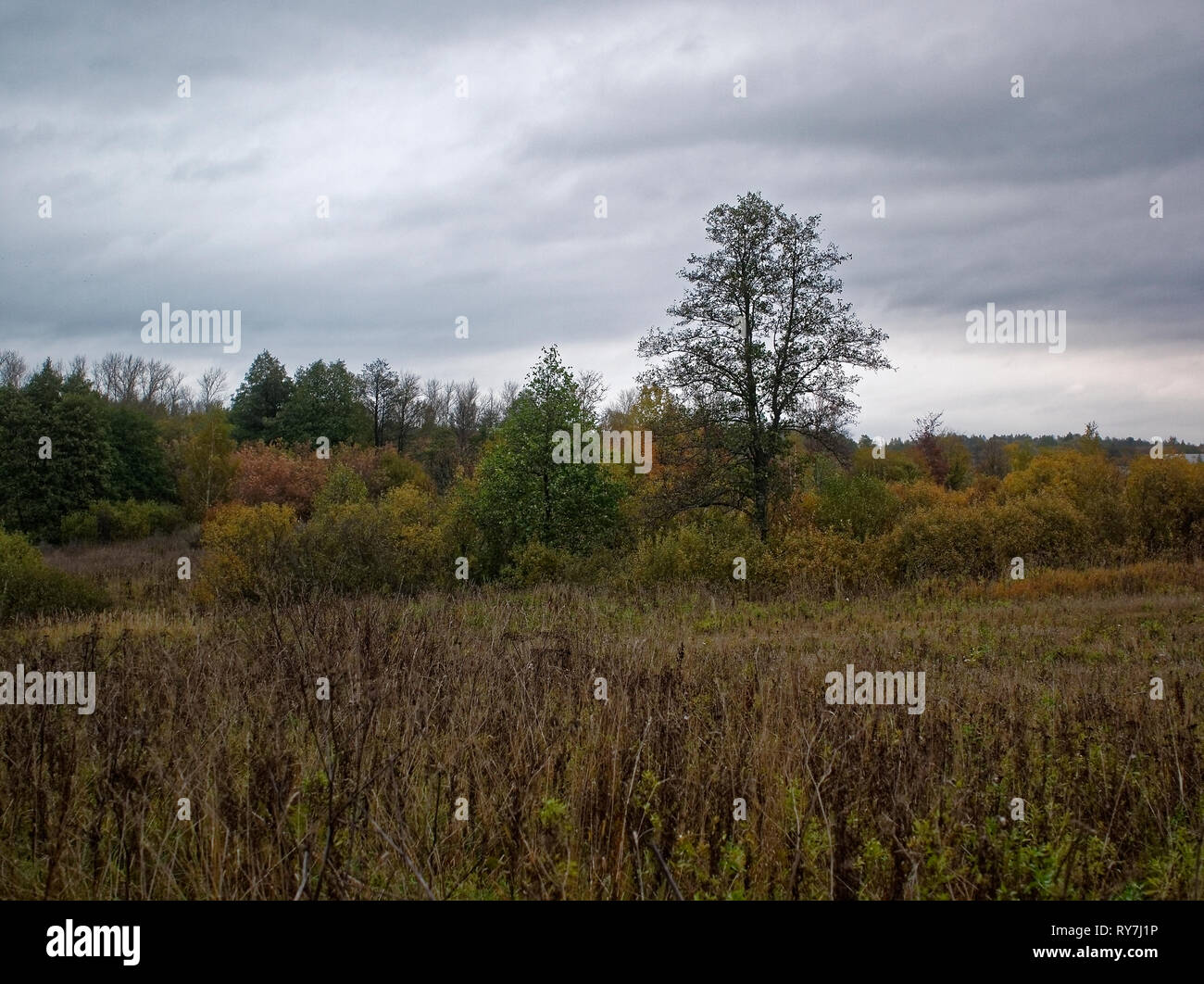 Beautiful nature in countryside russia hi-res stock photography and ...