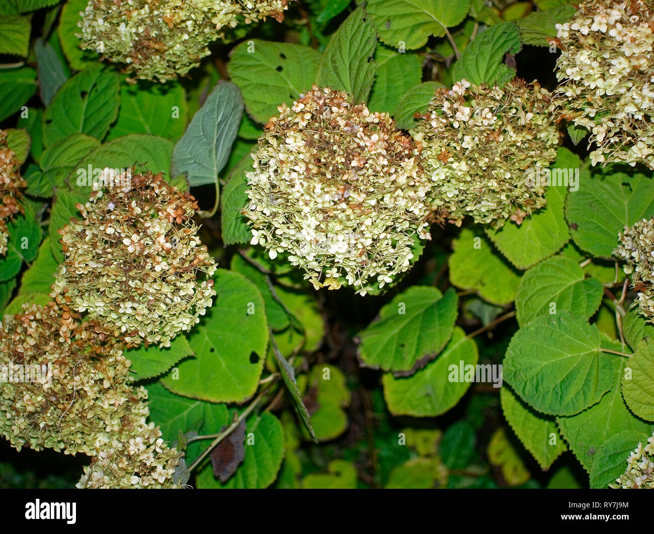 White flowers at night hi-res stock photography and images - Alamy