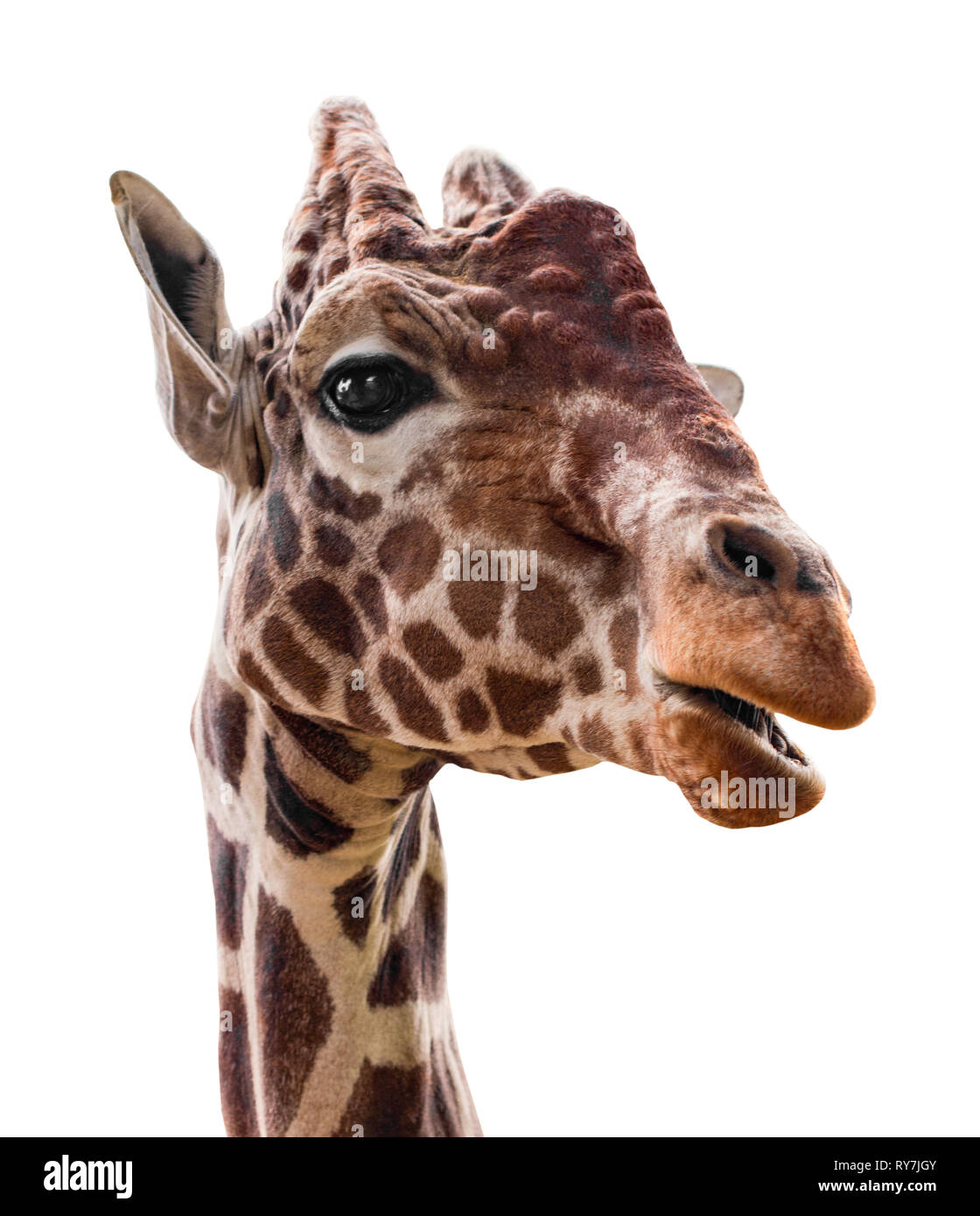 giraffe isolate on white background with clipping path Stock Photo - Alamy